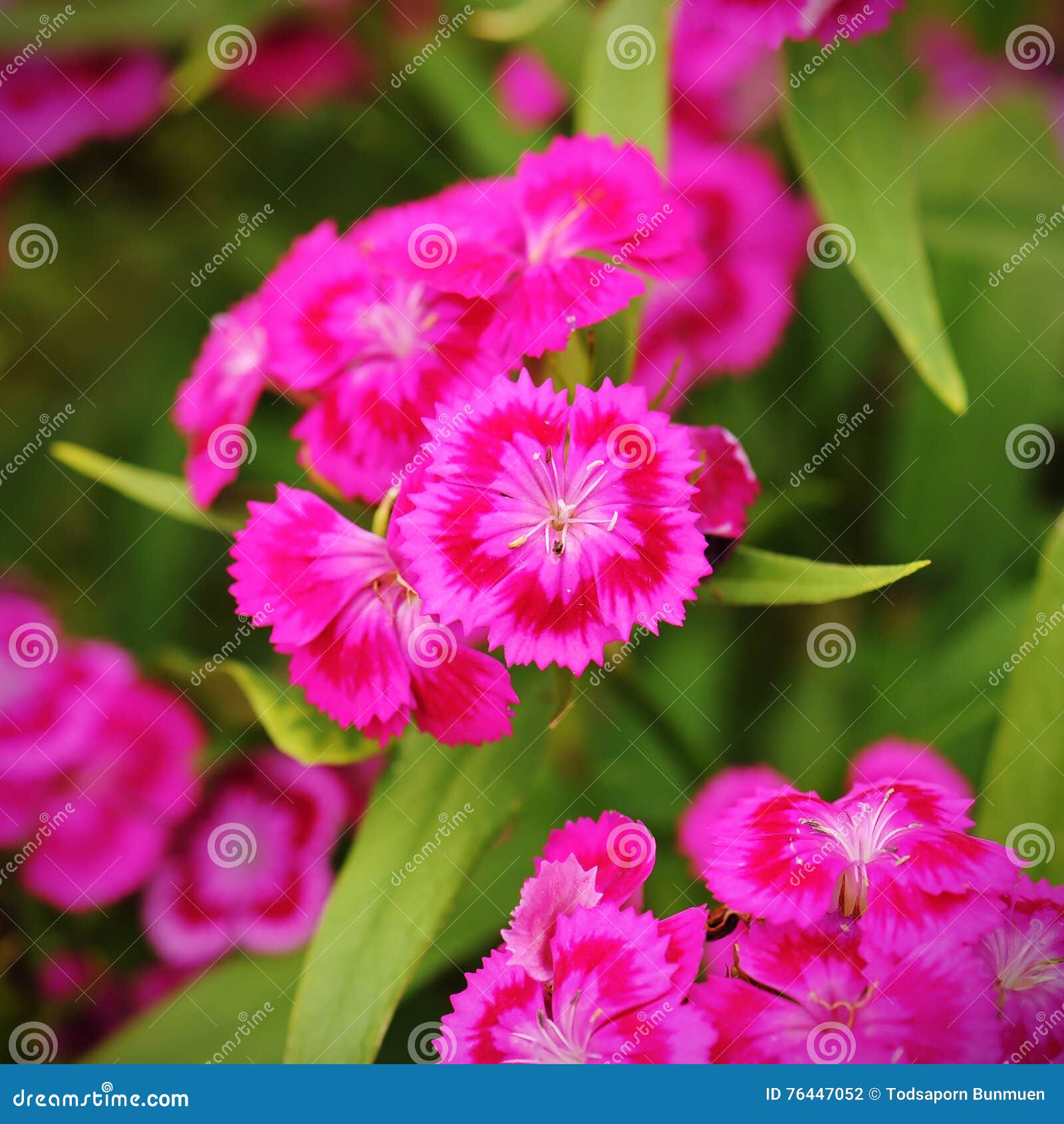 Pink Dianthus Flower in Garden Stock Photo - Image of flora, beautiful ...