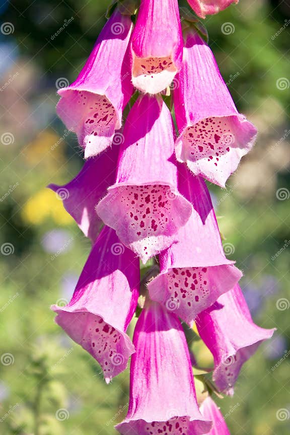 Pink digitalis or foxglove stock photo. Image of pink - 31721518
