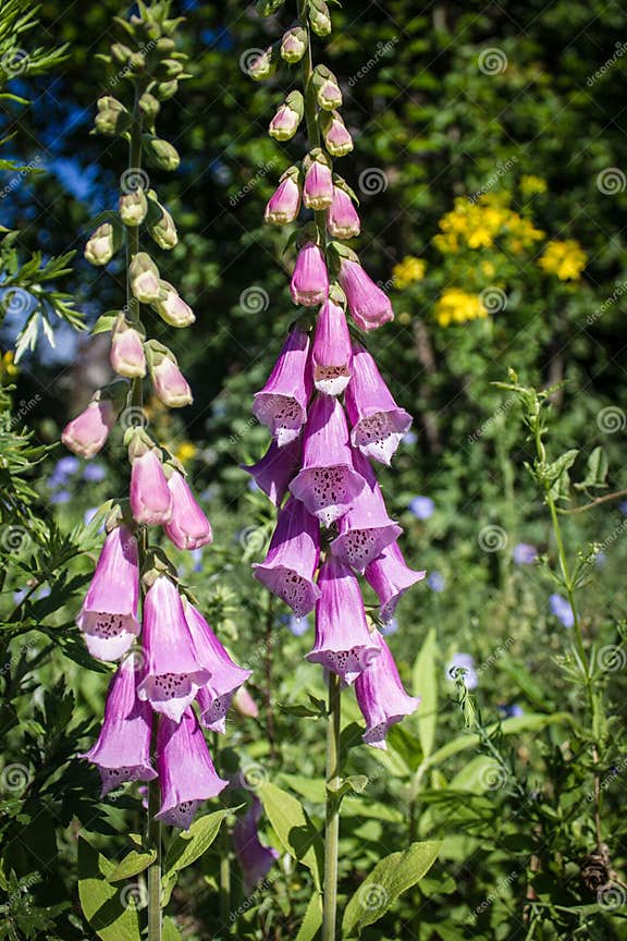 Pink digitalis or foxglove stock image. Image of colordi - 31721529