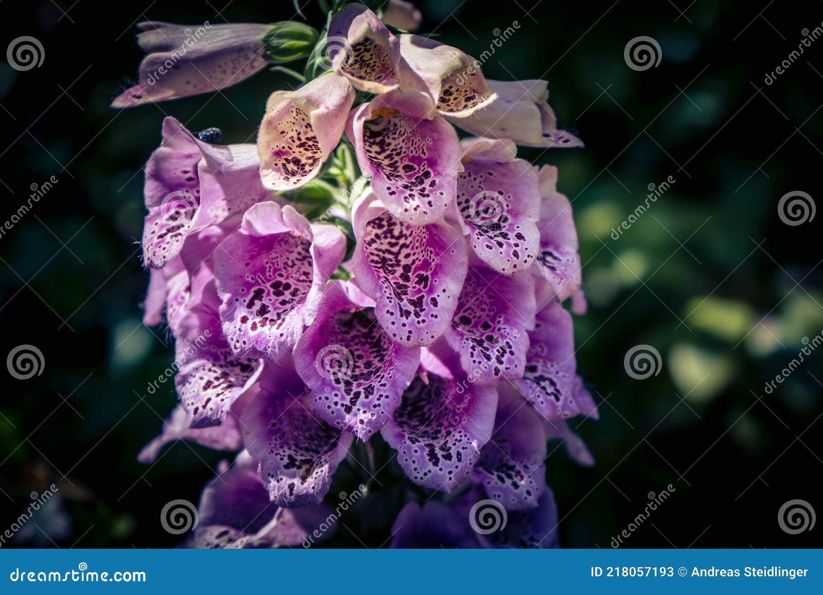Pink digitalis plant stock image. Image of detail, blooming - 218057193