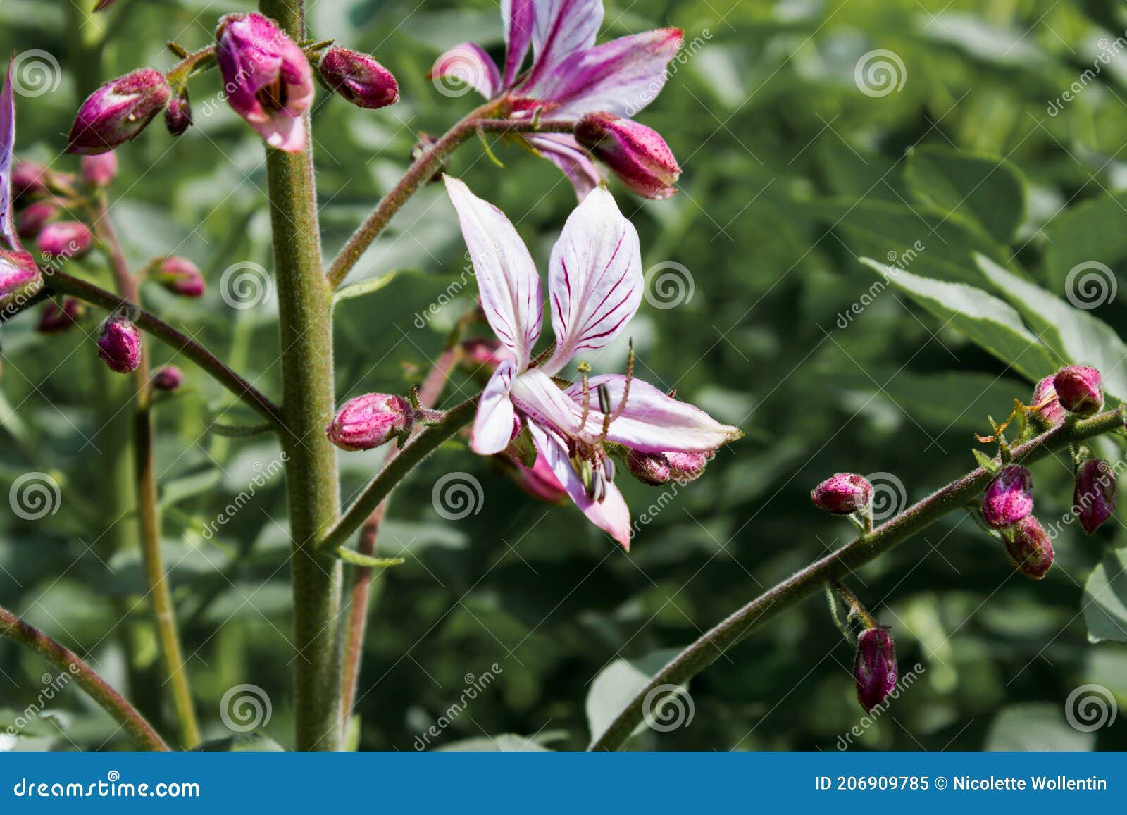 Pink Diptam Dictamnus Albus in the Garden Stock Image - Image of color ...