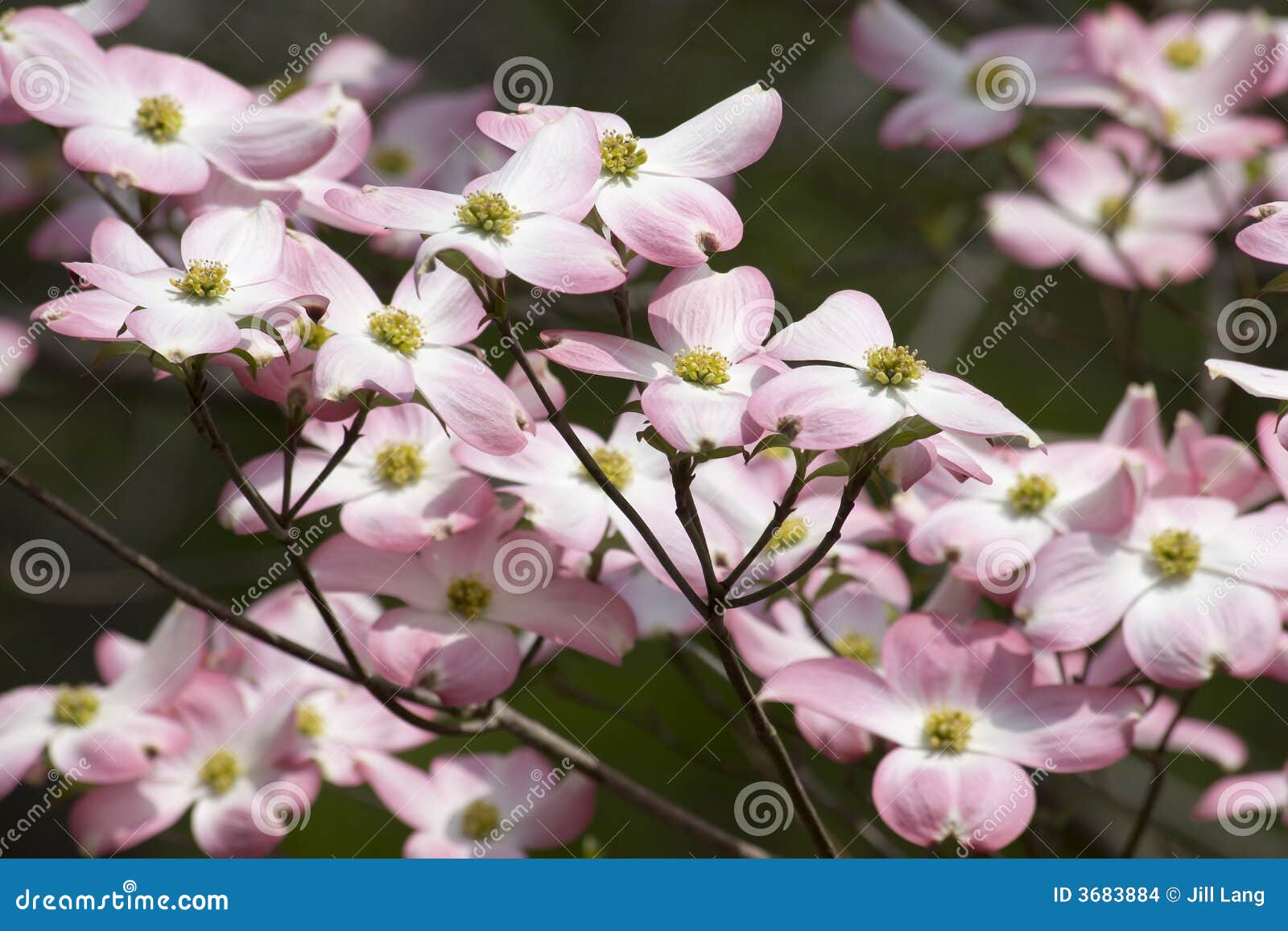Pink Dogwood stock photo. Image of easter, dogwood, colorful - 3683884