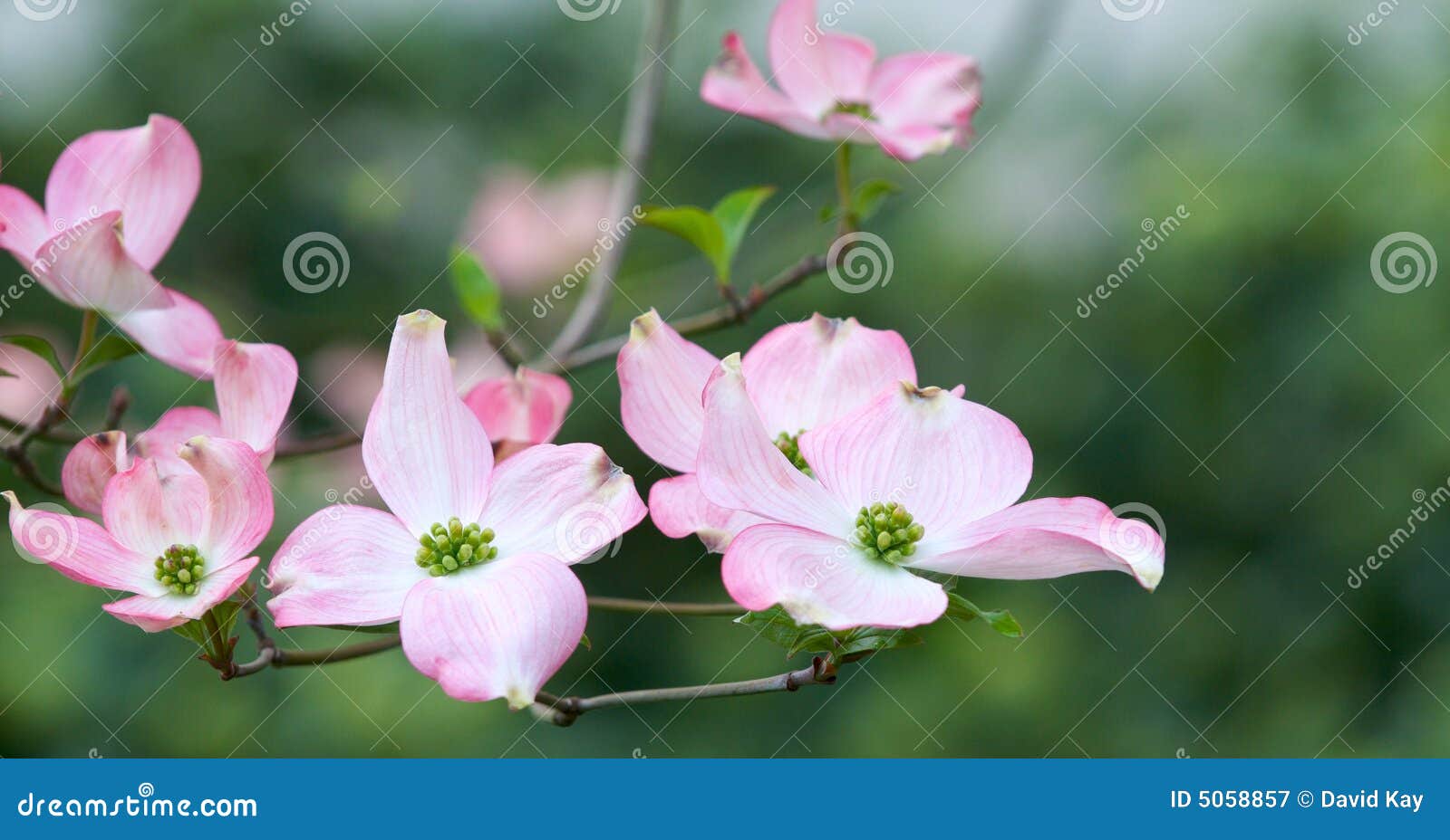 Pink dogwood blooms stock image. Image of beauty, petals - 5058857