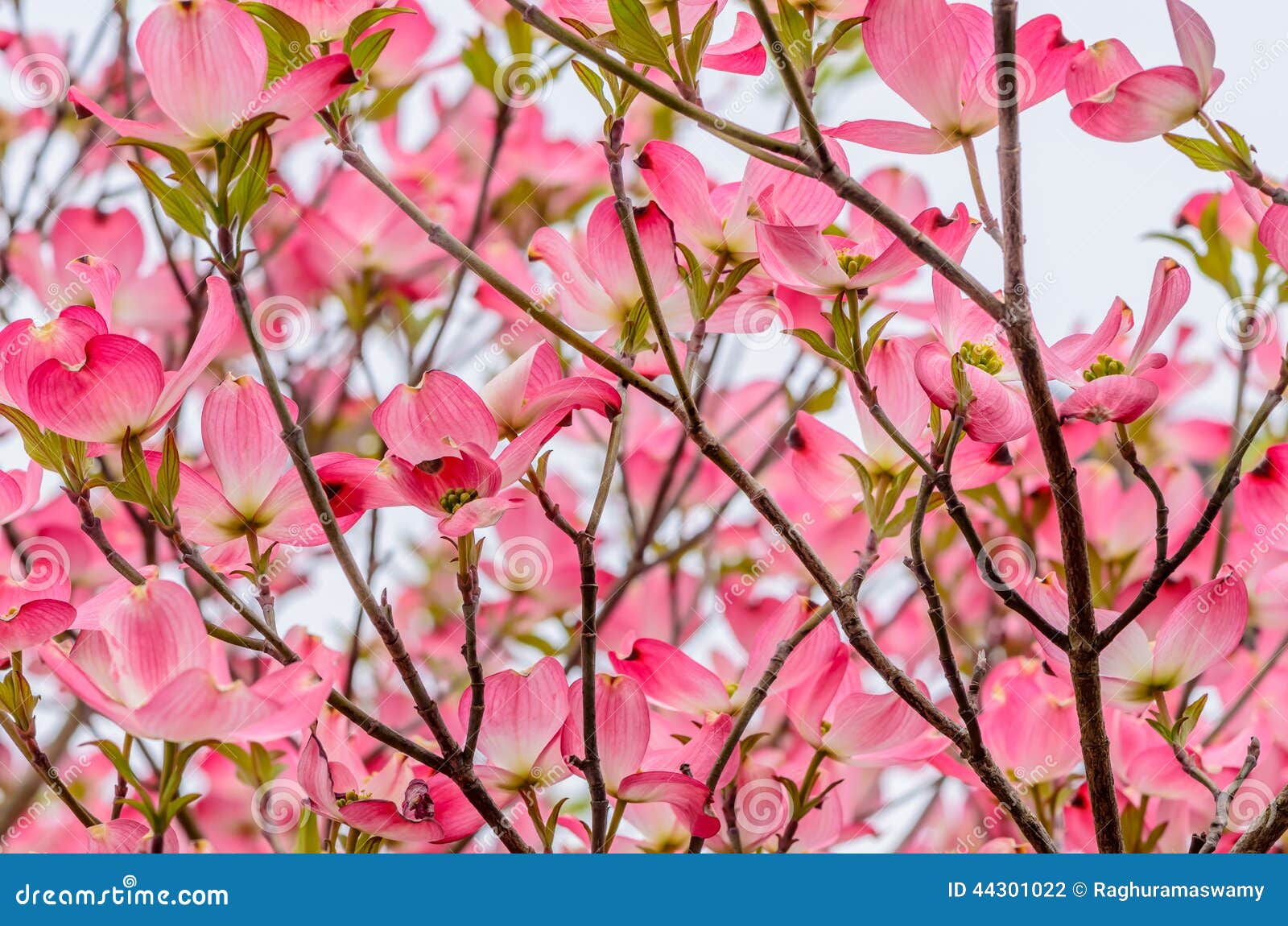 Pink dogwood flowers stock photo. Image of pink, time - 44301022