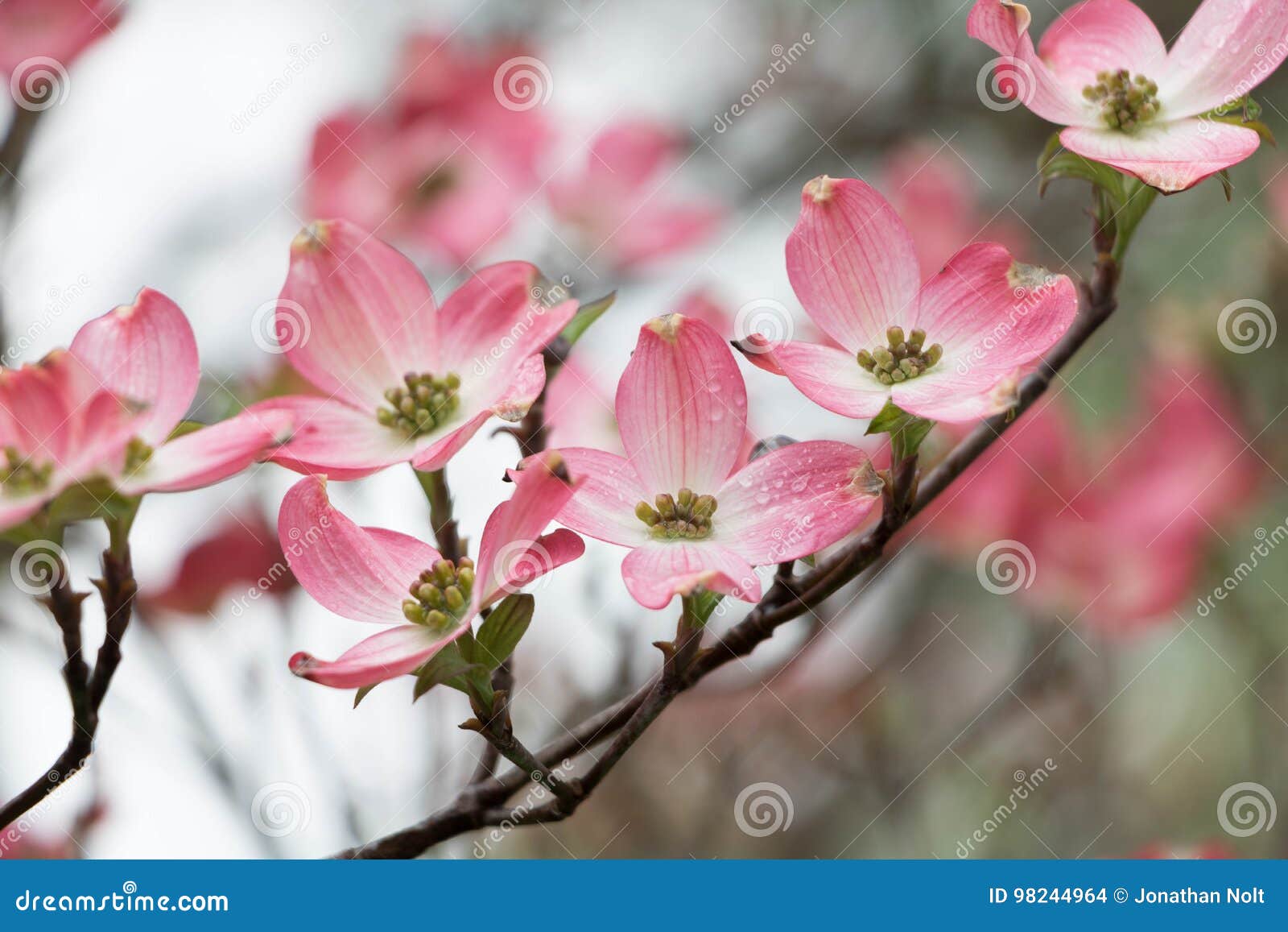 Pink Dogwood Tree in Spring Stock Photo - Image of leaf, flower: 98244964