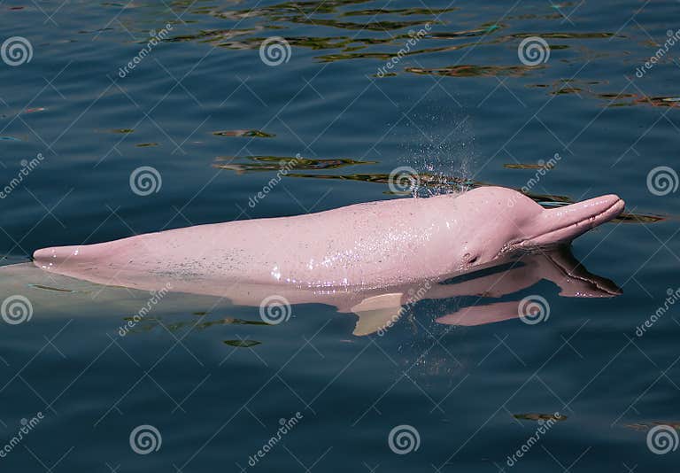 Pink Dolphin. stock photo. Image of mammal, pink, fauna - 95978206