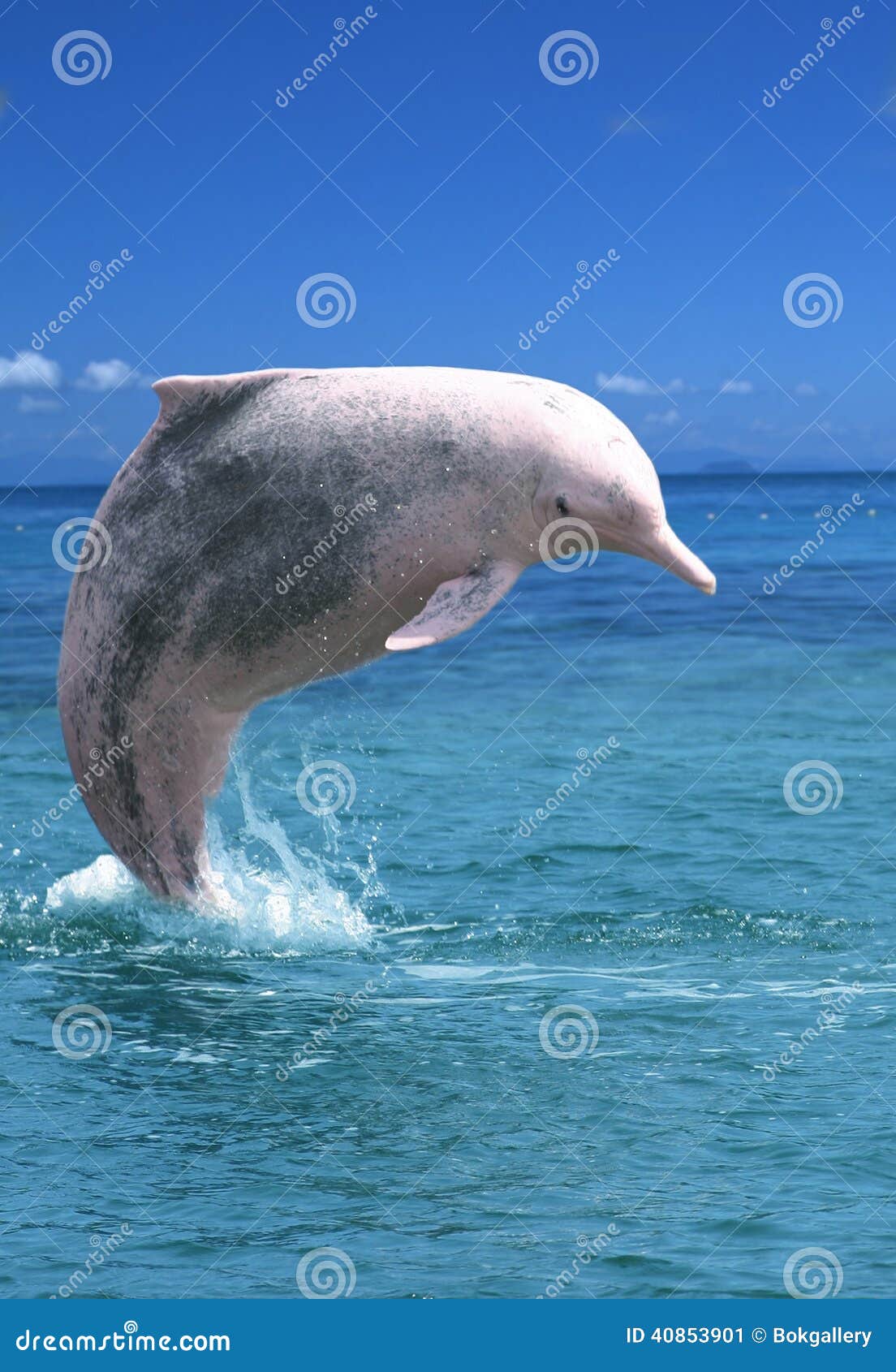 Pink Dolphin, Inia Geoffrensis Stock Image | CartoonDealer.com #34861309