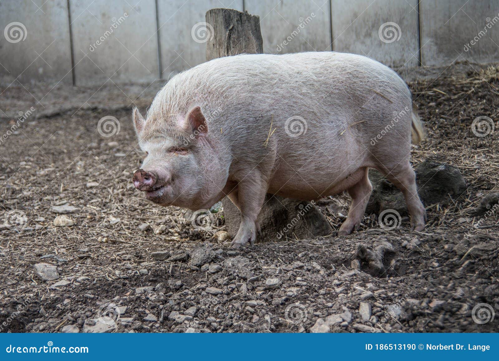 Pink domestic fat pig stock photo. Image of agriculture - 186513190