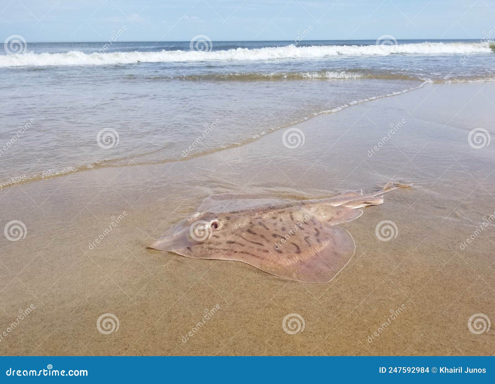 A Pink Dotted Stingray on the Beach Being Caught and Released Stock ...
