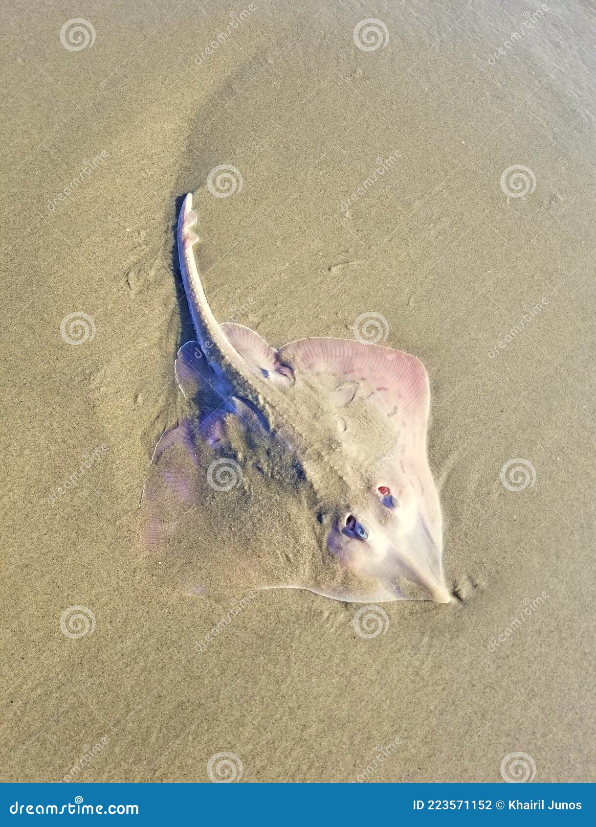 A Pink Dotted Stingray on the Beach Caught and Released Stock Photo ...