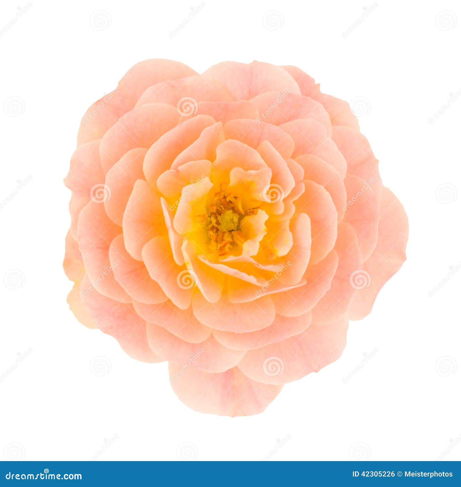 Pink double rose stock photo. Image of closeup, flower - 42305226