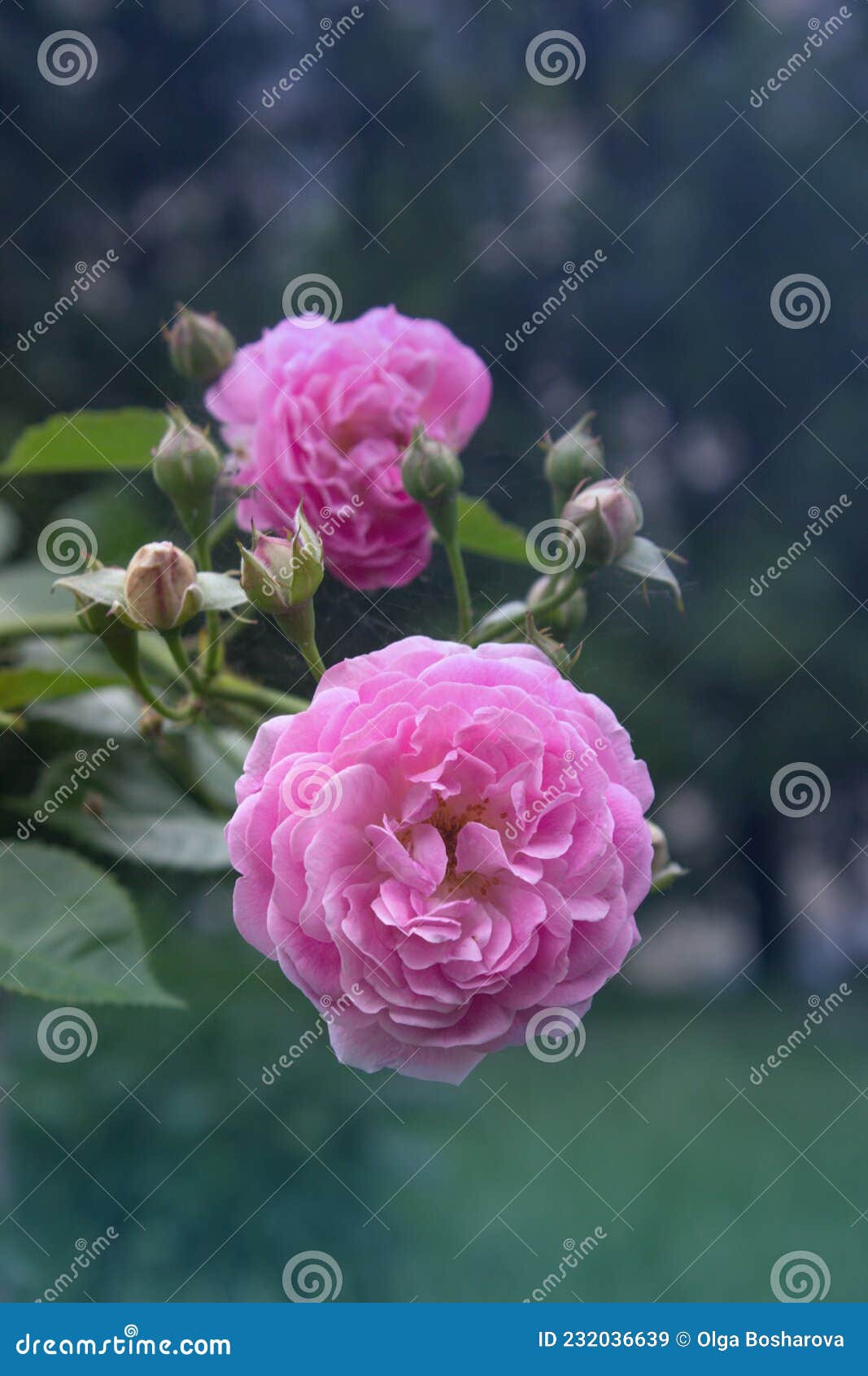 Pink double roses stock image. Image of flower, colorful - 232036639