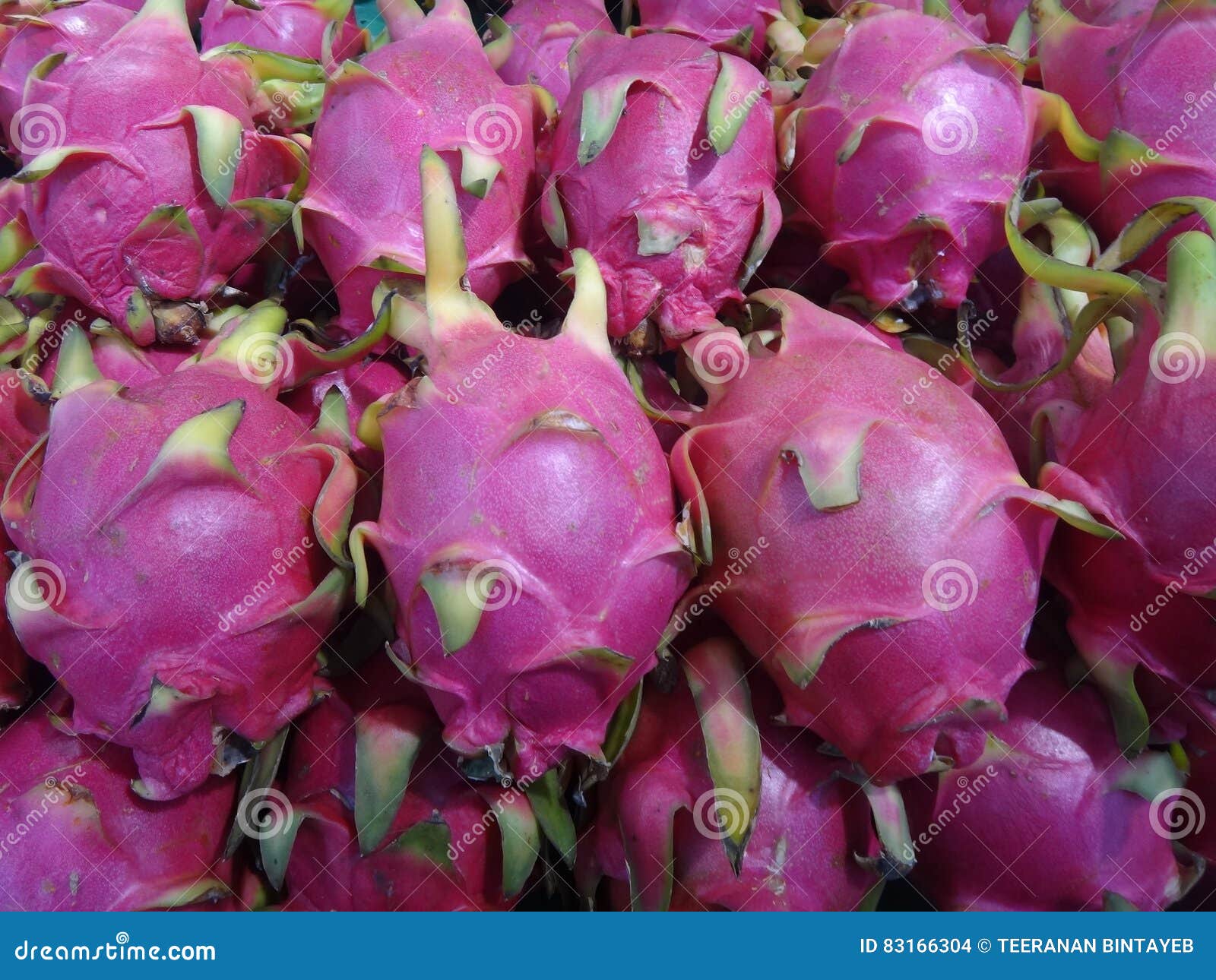 Pink Dragon fruit stock photo. Image of pink, fruit, fruits - 83166304