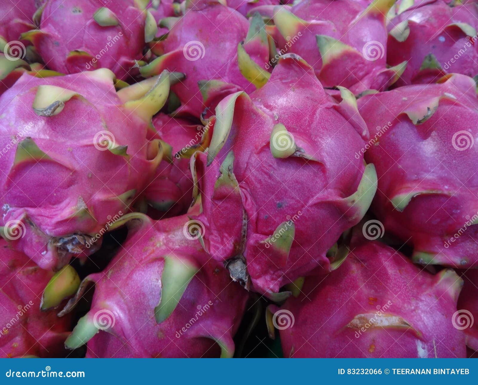 Pink Dragon fruit stock photo. Image of fruits, dragonfruit - 83232066