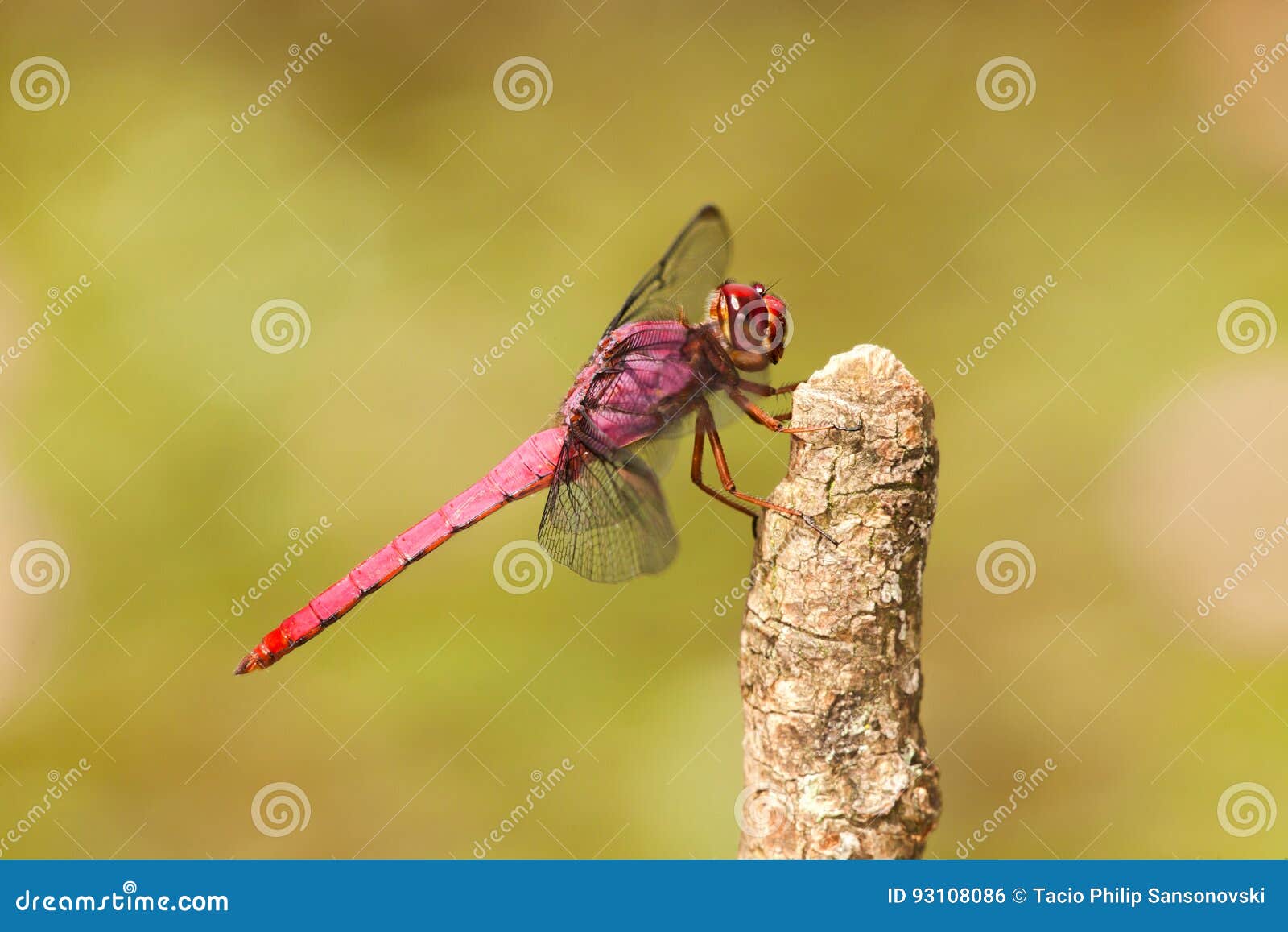 Pink Dragonfly stock photo. Image of nature, insects - 93108086