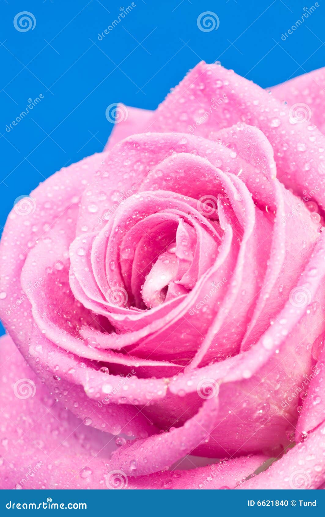 Pink dream stock photo. Image of waterdrops, love, close - 6621840