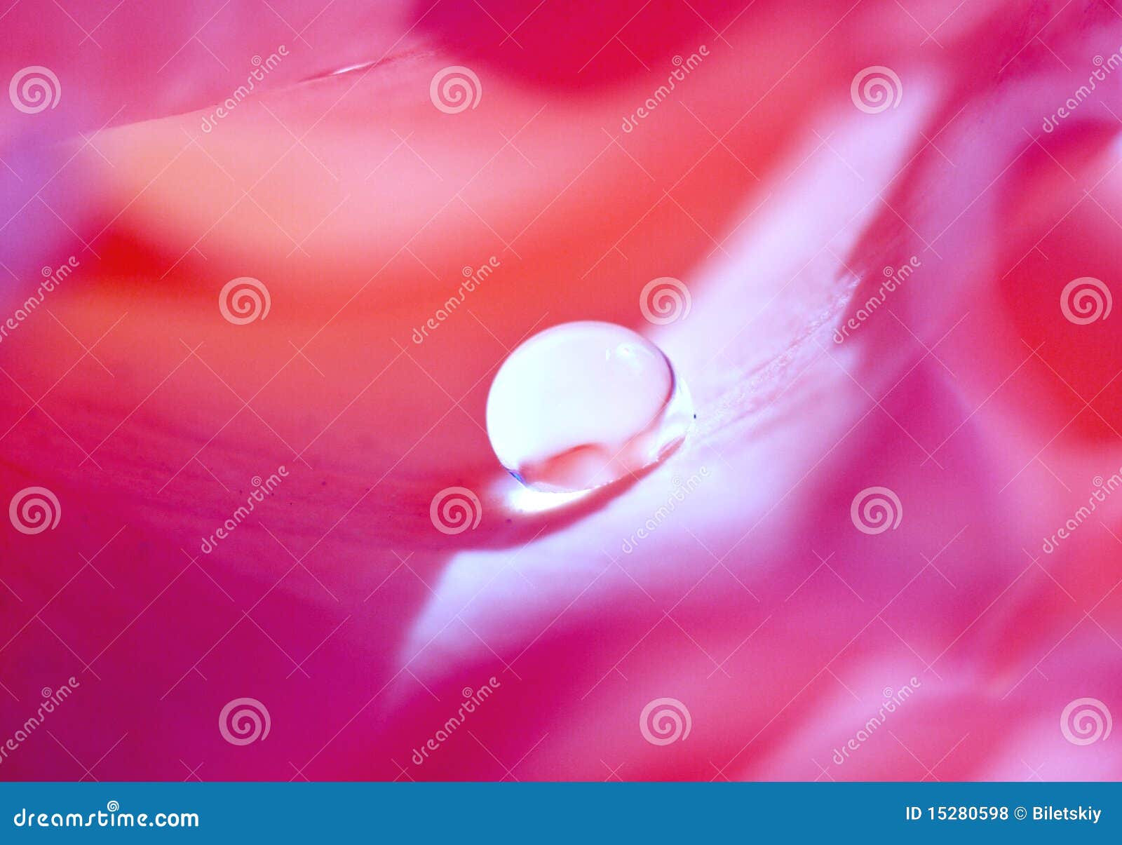 Pink drop stock photo. Image of leaf, pattern, beauty - 15280598