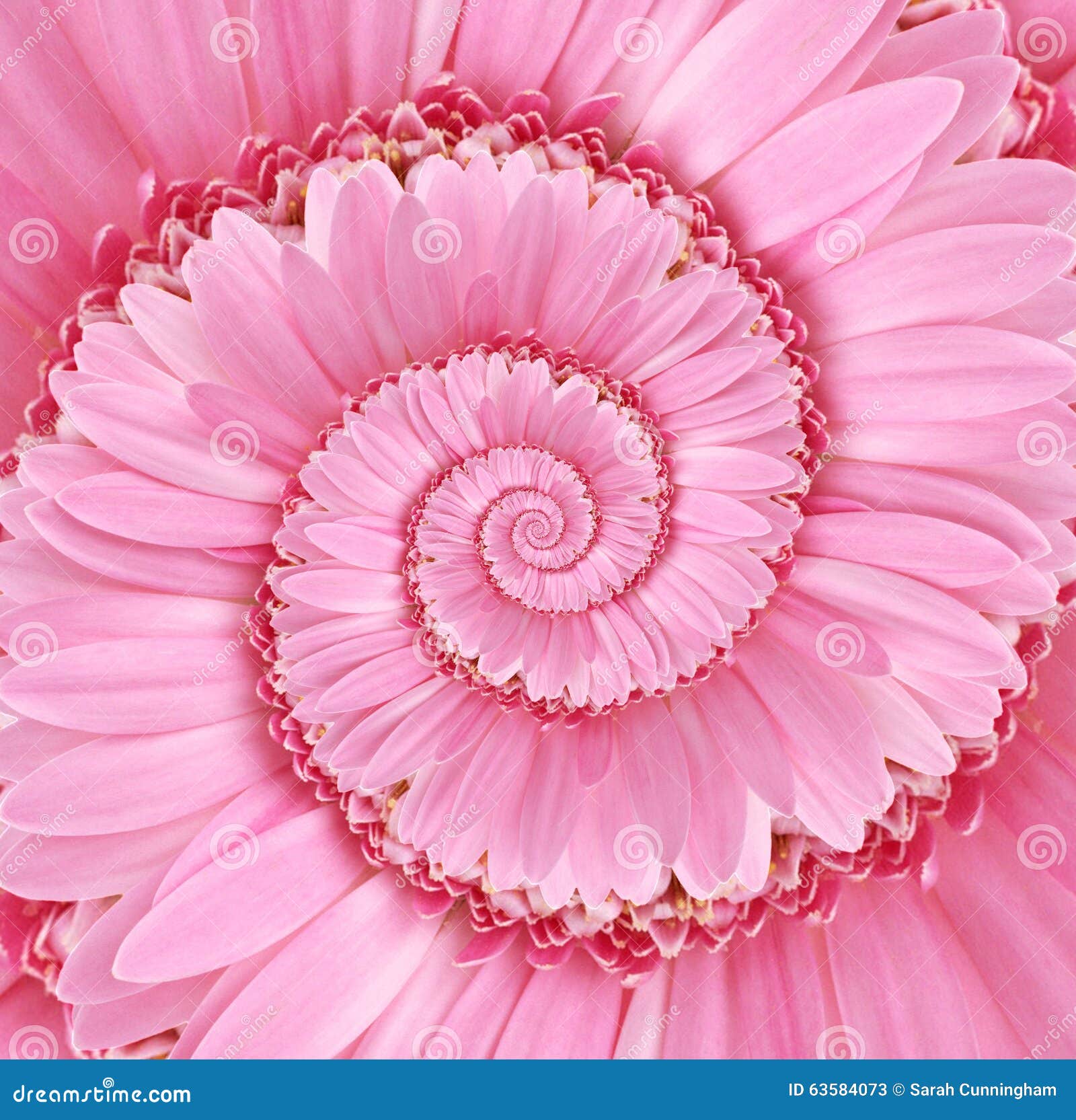 Pink Droste Spiral Flower Background Texture Royalty-Free Stock Photo ...