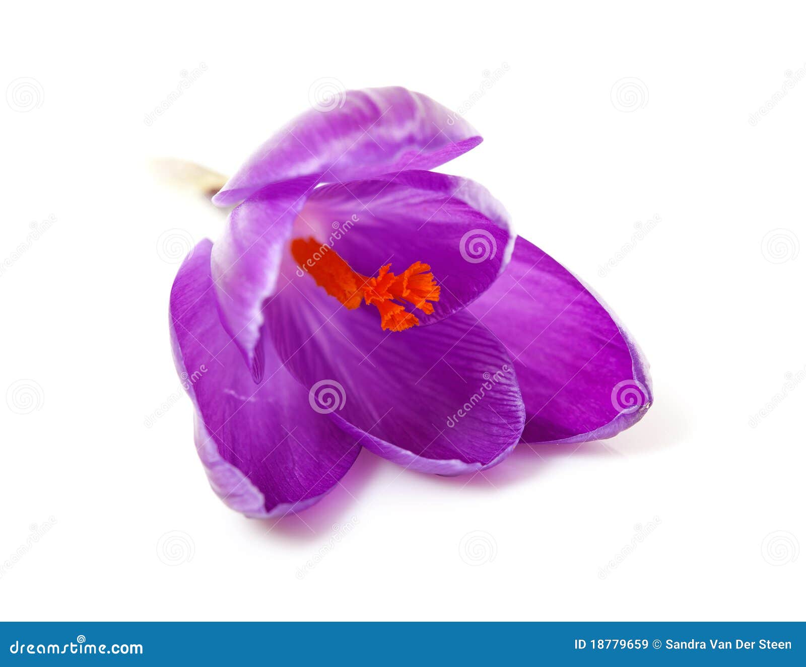 Pink Dutch Spring Crocus Flower Stock Image - Image of orange, closeup ...
