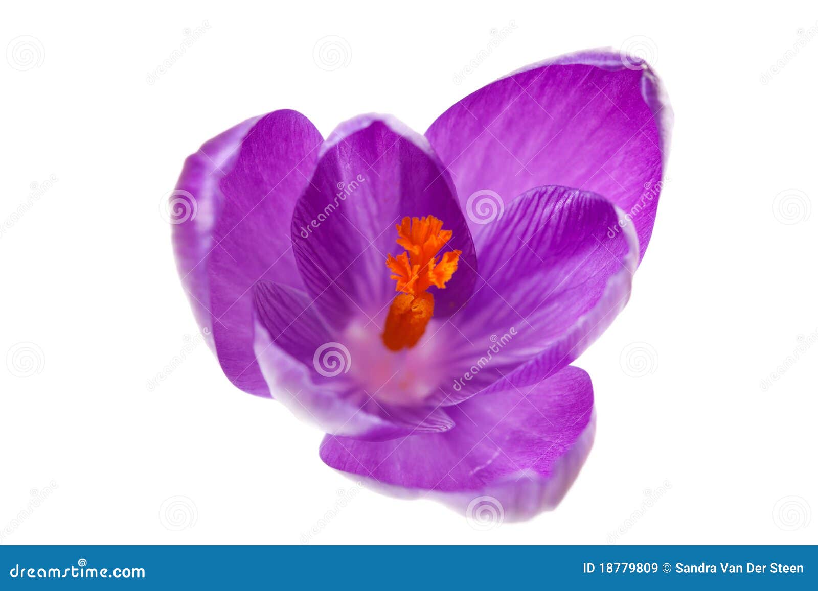 Pink Dutch Spring Crocus Flower Stock Image - Image of crocus, macro ...