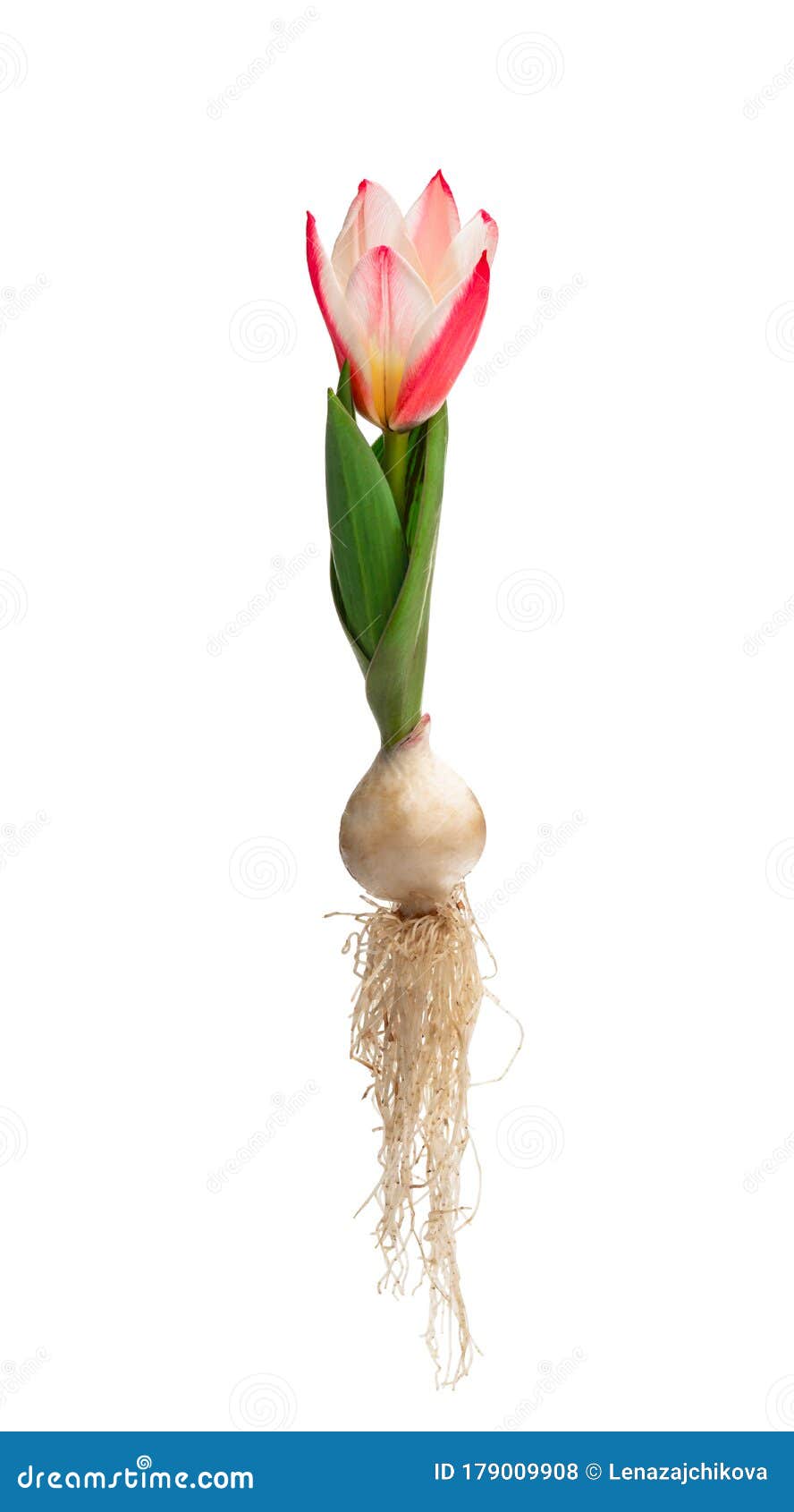 Pink Dwarf Tulip with Flower and Roots Isolated on White Stock Photo ...
