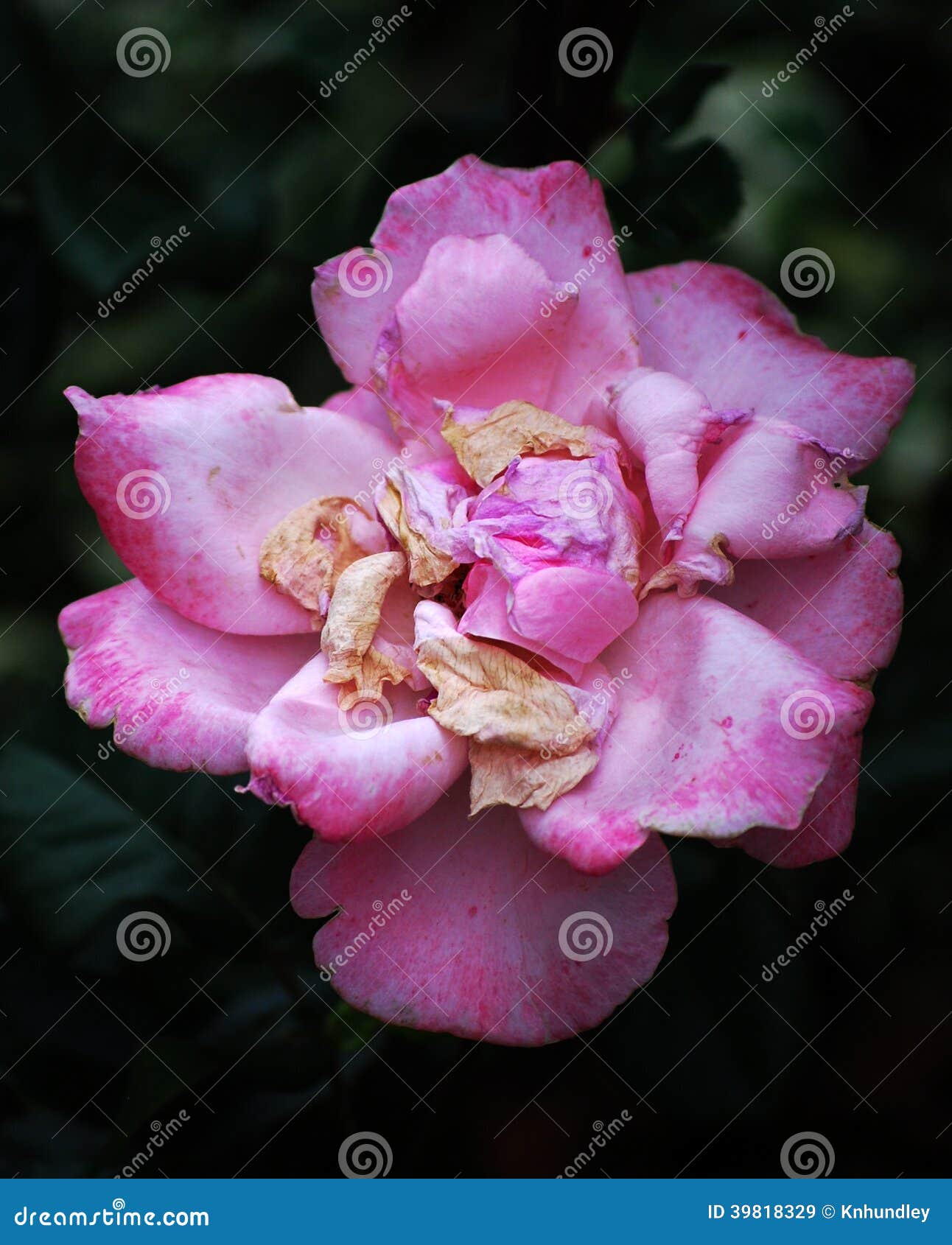 Pink Dying Rose Stock Photos - Download 896 Royalty Free Photos