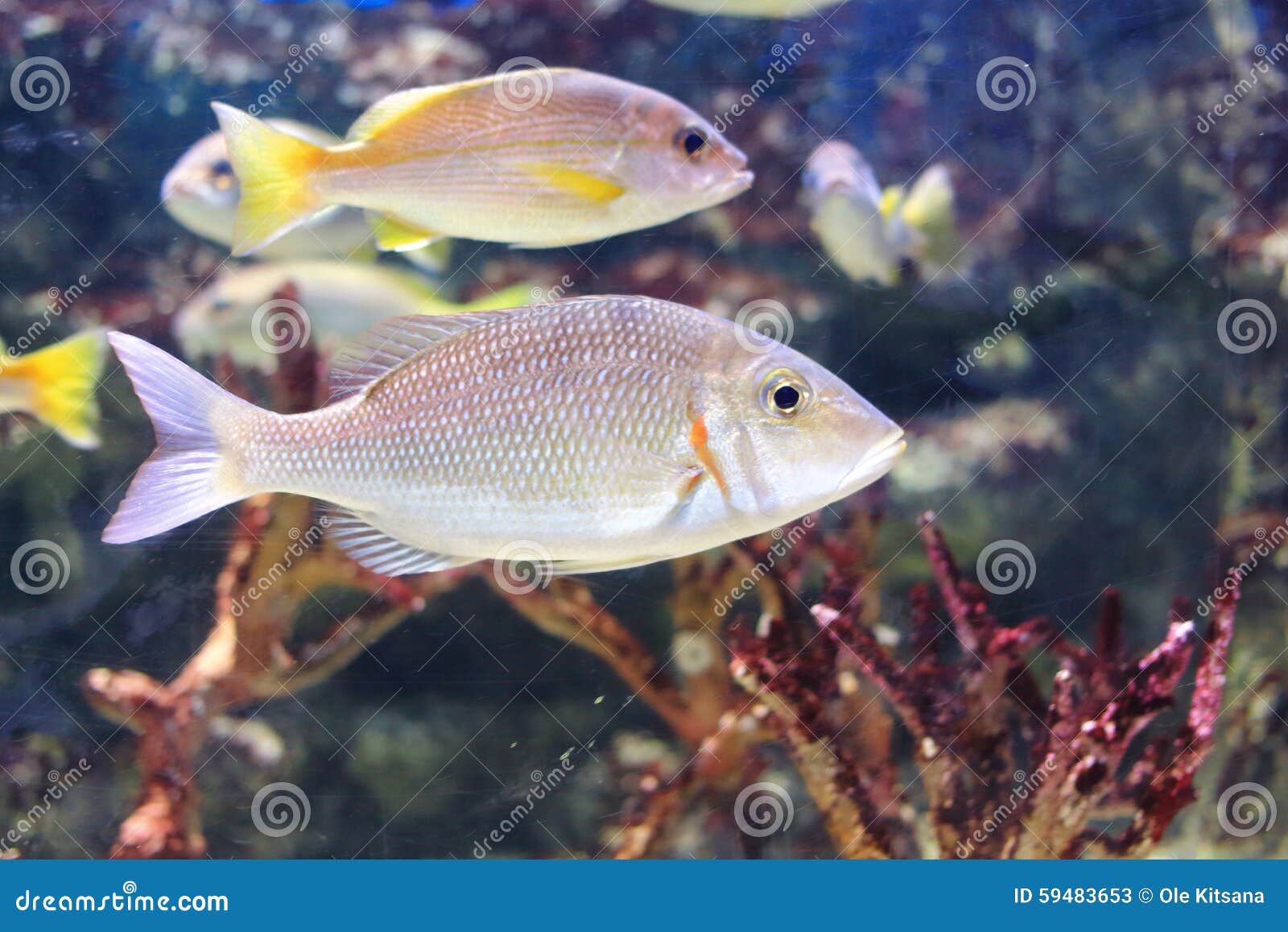 Pink-ear emperor stock image. Image of emperor, pink - 59483653