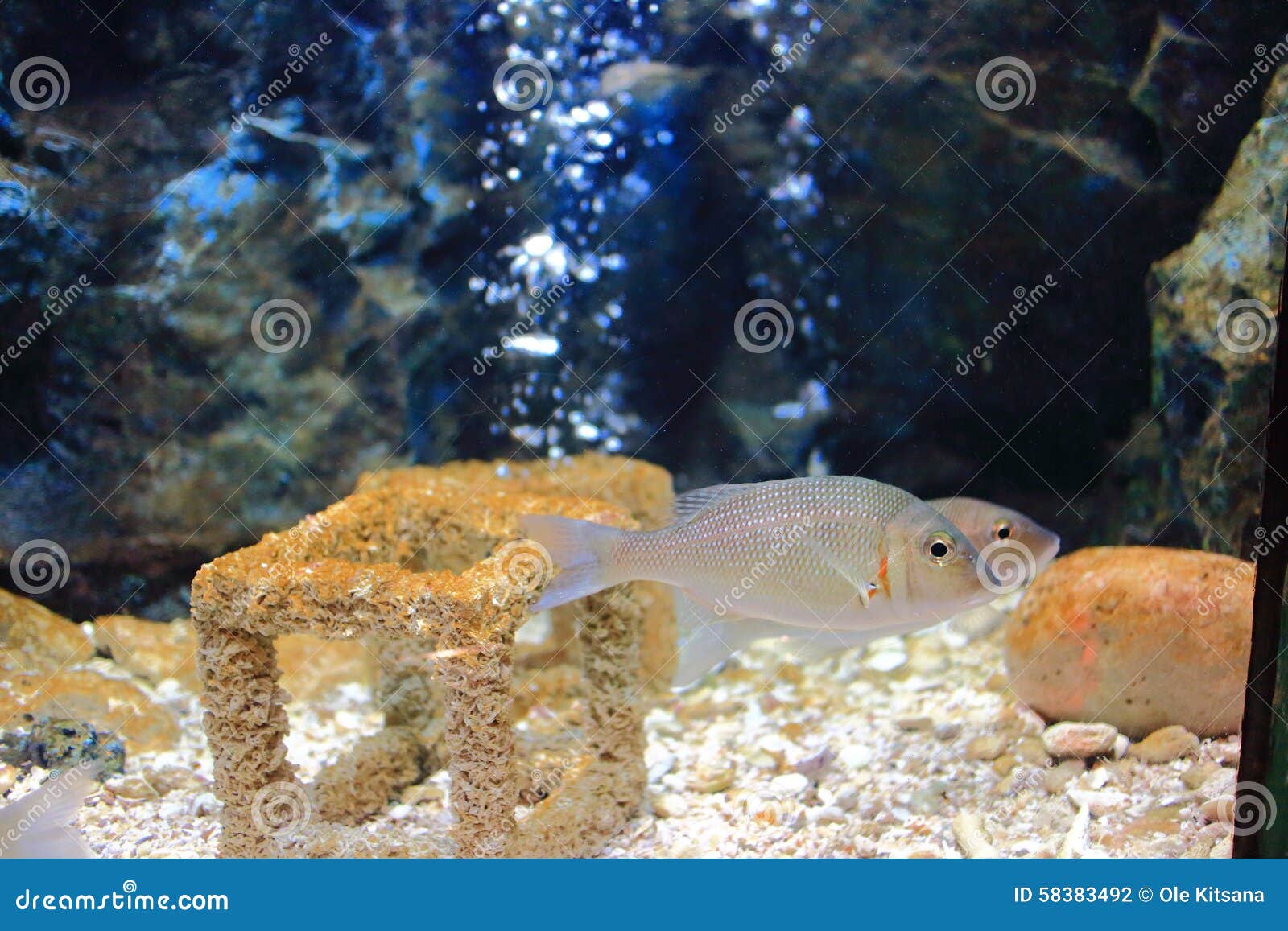 Pink ear emperor stock photo. Image of spotfin, hides - 58383492