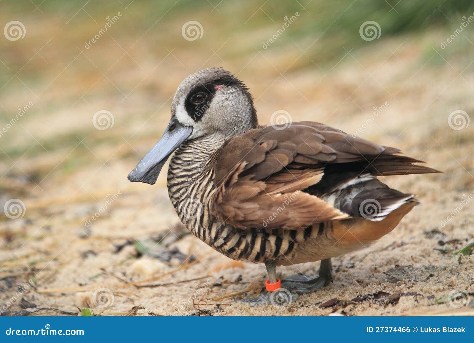 Pink-eared Duck, Malacorhynchus Membranaceus, Swimming On Pond Stock ...