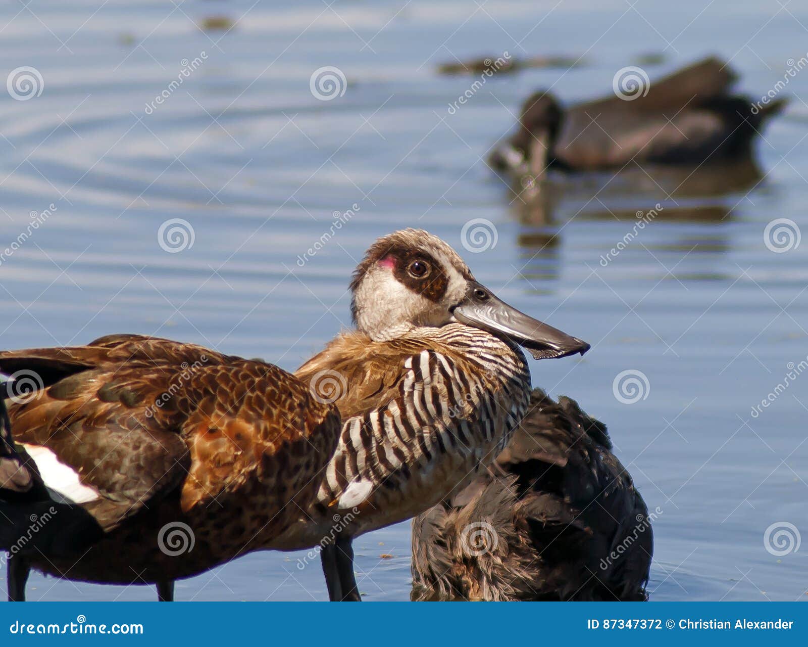 Pink-eared Duck, Malacorhynchus Membranaceus, Swimming On Pond Stock ...