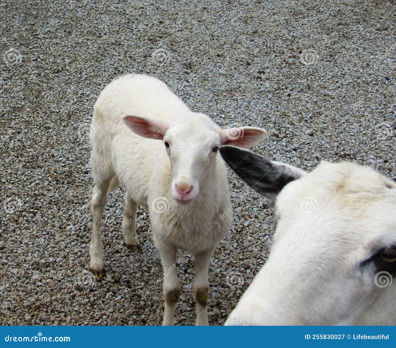 Cute sheep stock image. Image of goat, white, pasture - 255830027