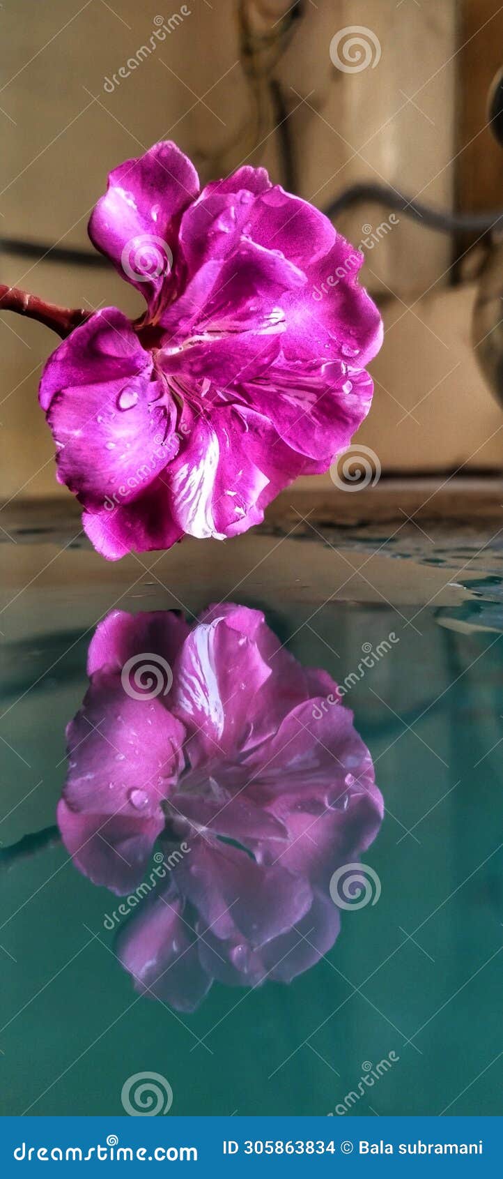 Pink Early Flower Rose Pink Flower Stock Photo - Image of lilac, rose ...