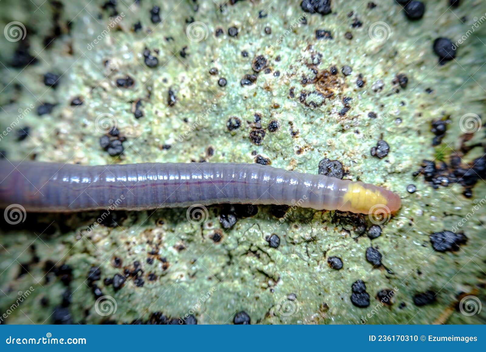 Pink Earthworm Macro stock photo. Image of forest, nature - 236170310