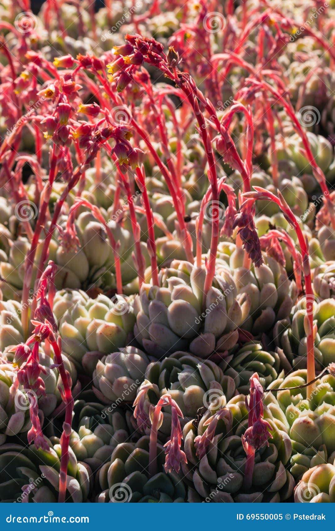Pink Echeveria Flowers in Bloom Stock Image - Image of pink, leaves ...