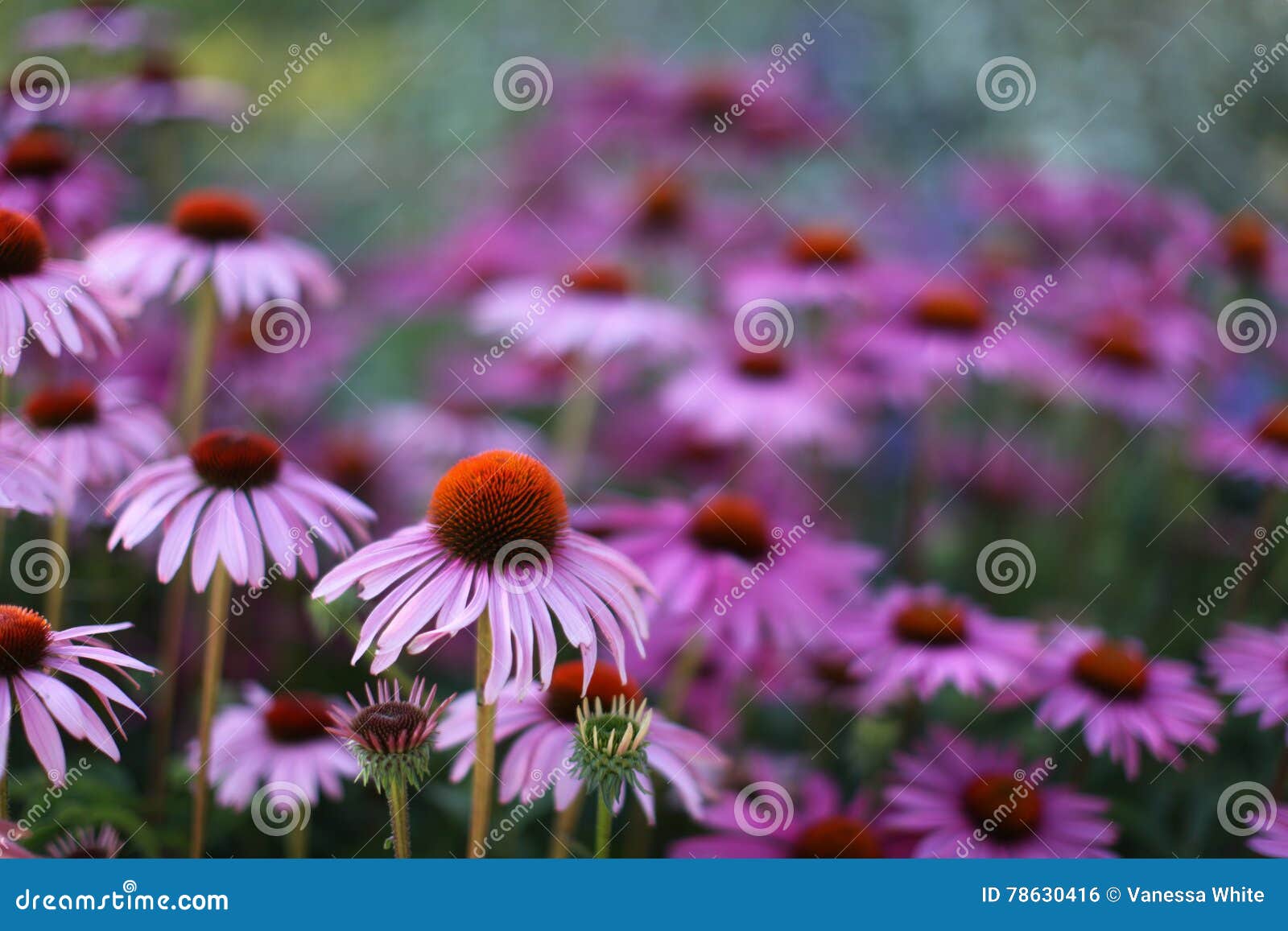 Pink Echinacea in field stock photo. Image of gardencentre - 78630416