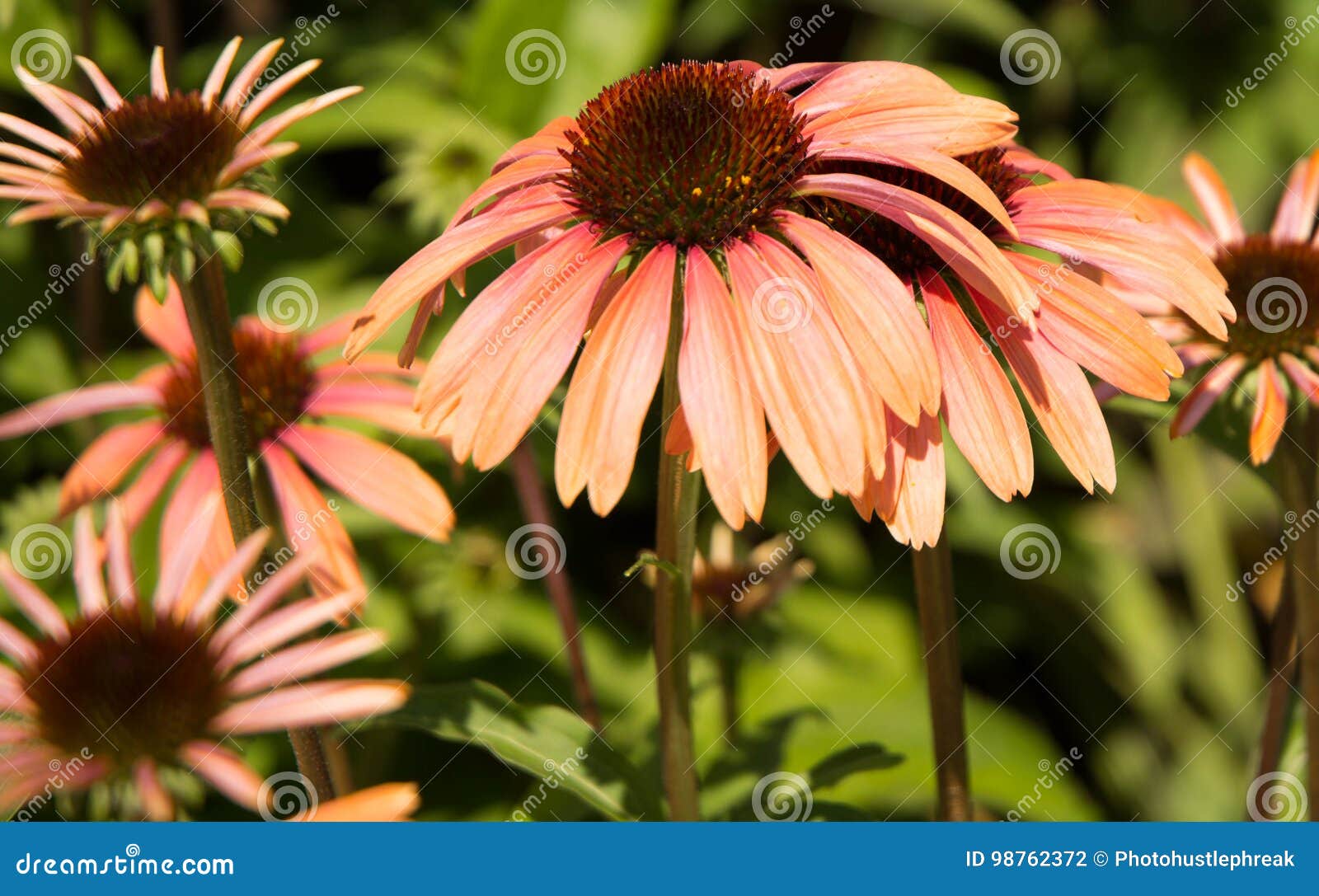 Pink Echinacea Flowers stock photo. Image of summer, outdoor - 98762372