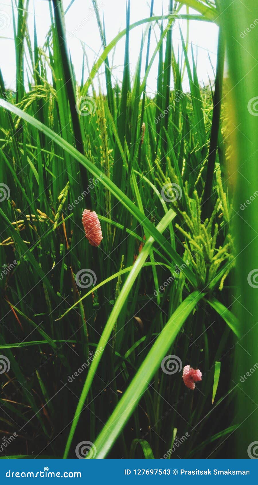 Pink egg shell stock image. Image of agriculture, fresh - 127697543