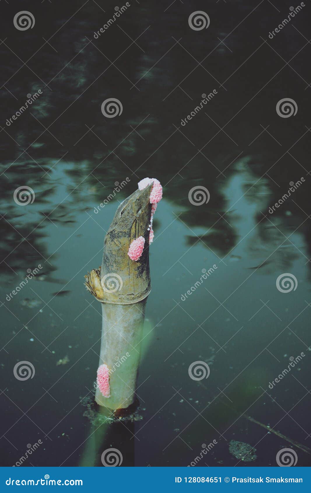 Pink egg shell stock image. Image of outdoor, bamboo - 128084651