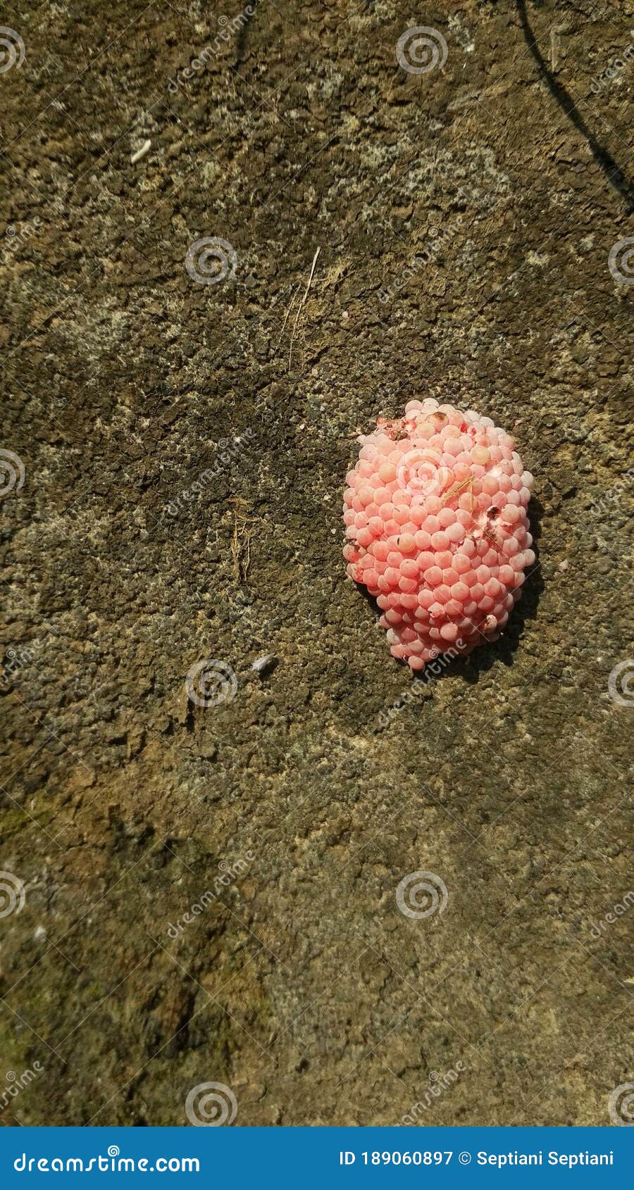 Pink egg snail stock image. Image of invertebrate, wild - 189060897