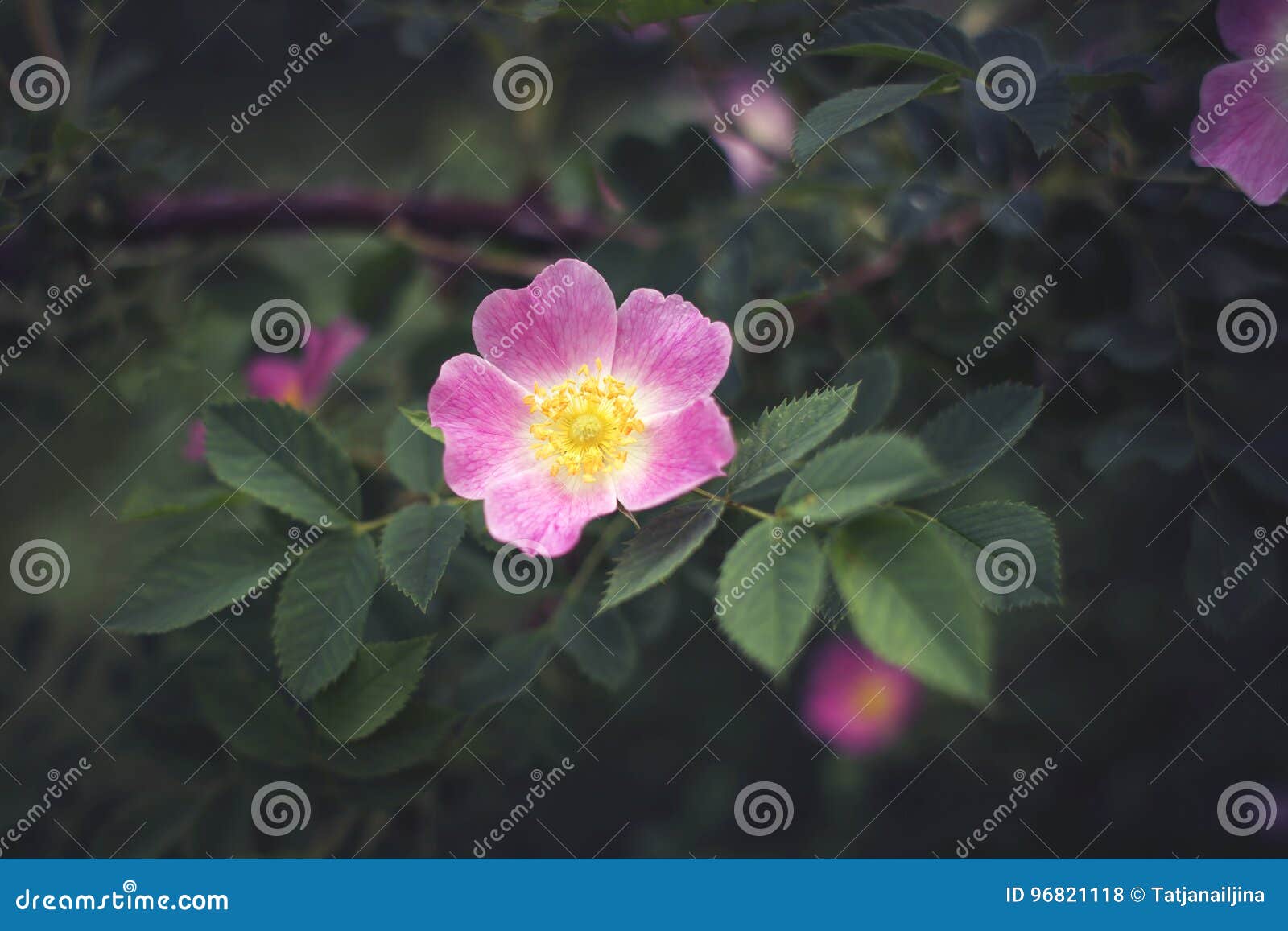 Pink eglantine rose stock photo. Image of closeup, plant - 96821118