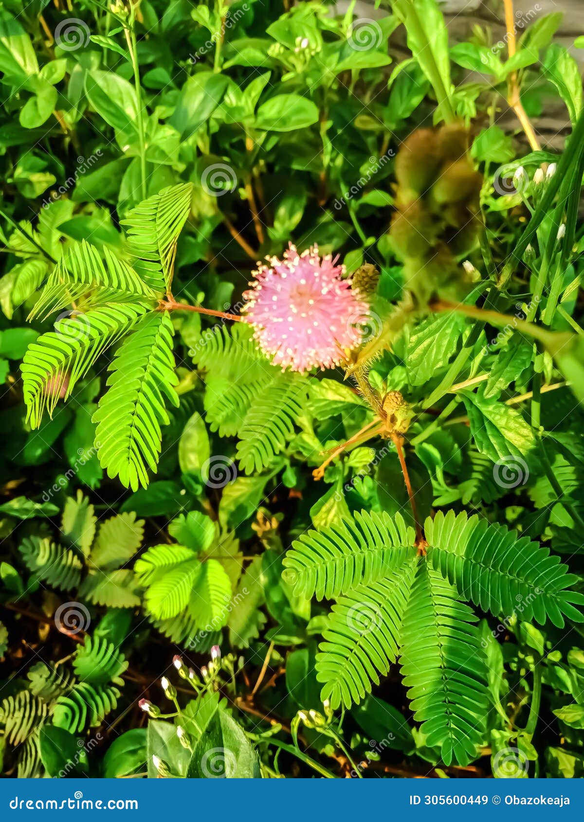 Pink Embarrassed Princess Flowers that Grow among the Grass Stock Image ...