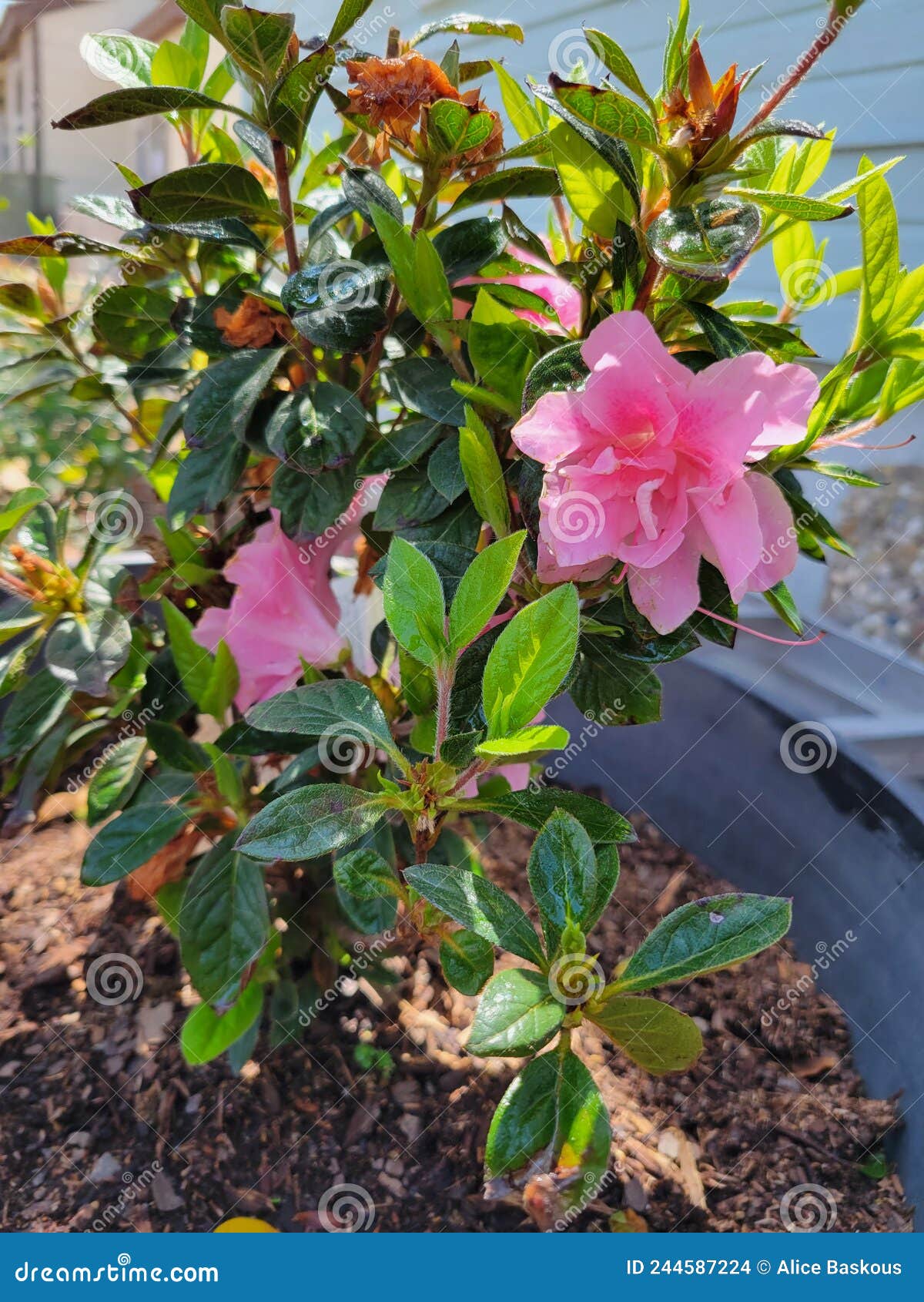 Pink Encore Azalea Potted stock photo. Image of encore - 244587224