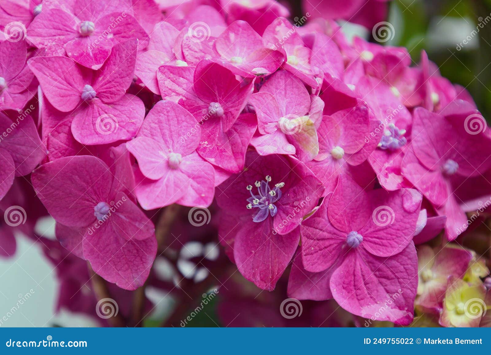 Pink Endless Summer Crush Hydrangea Close Up Stock Photo - Image of ...