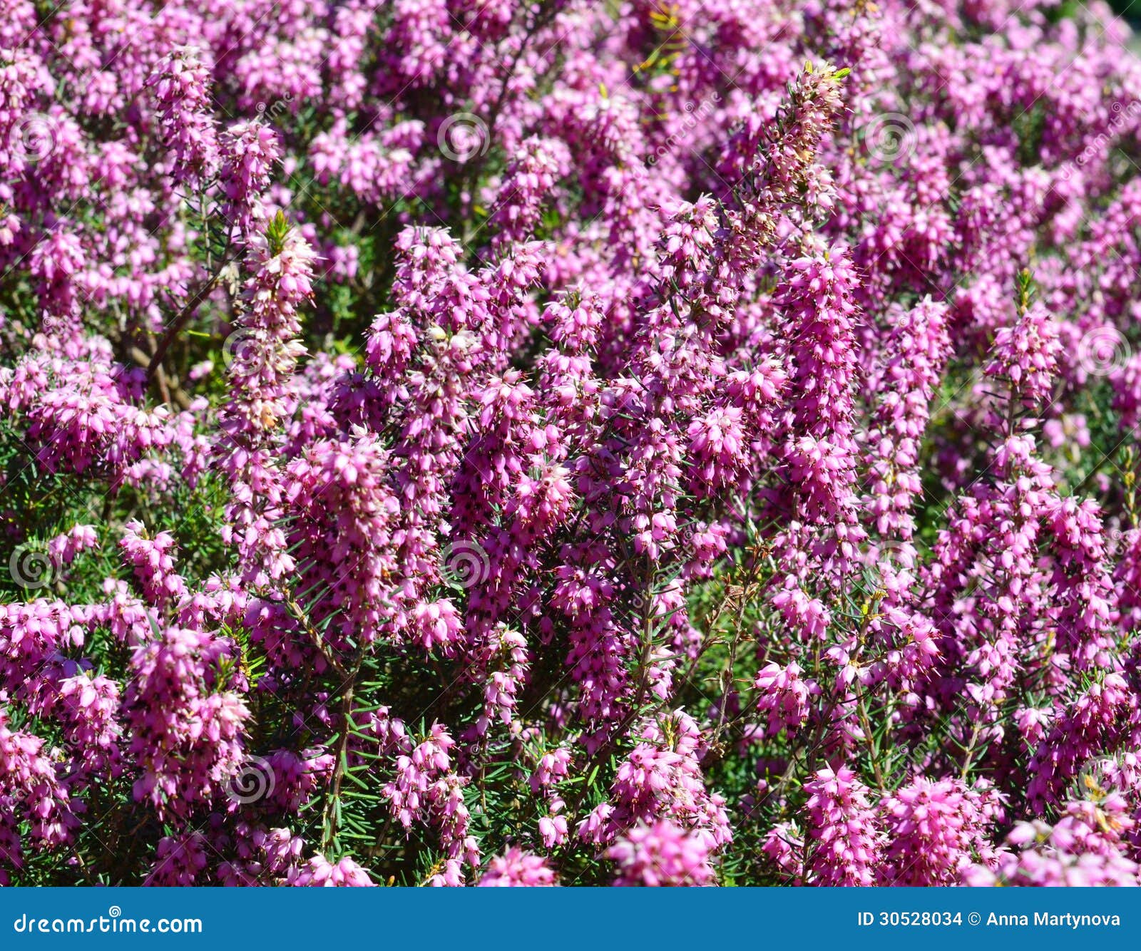 Pink Erica stock photo. Image of field, rosea, beautiful - 30528034
