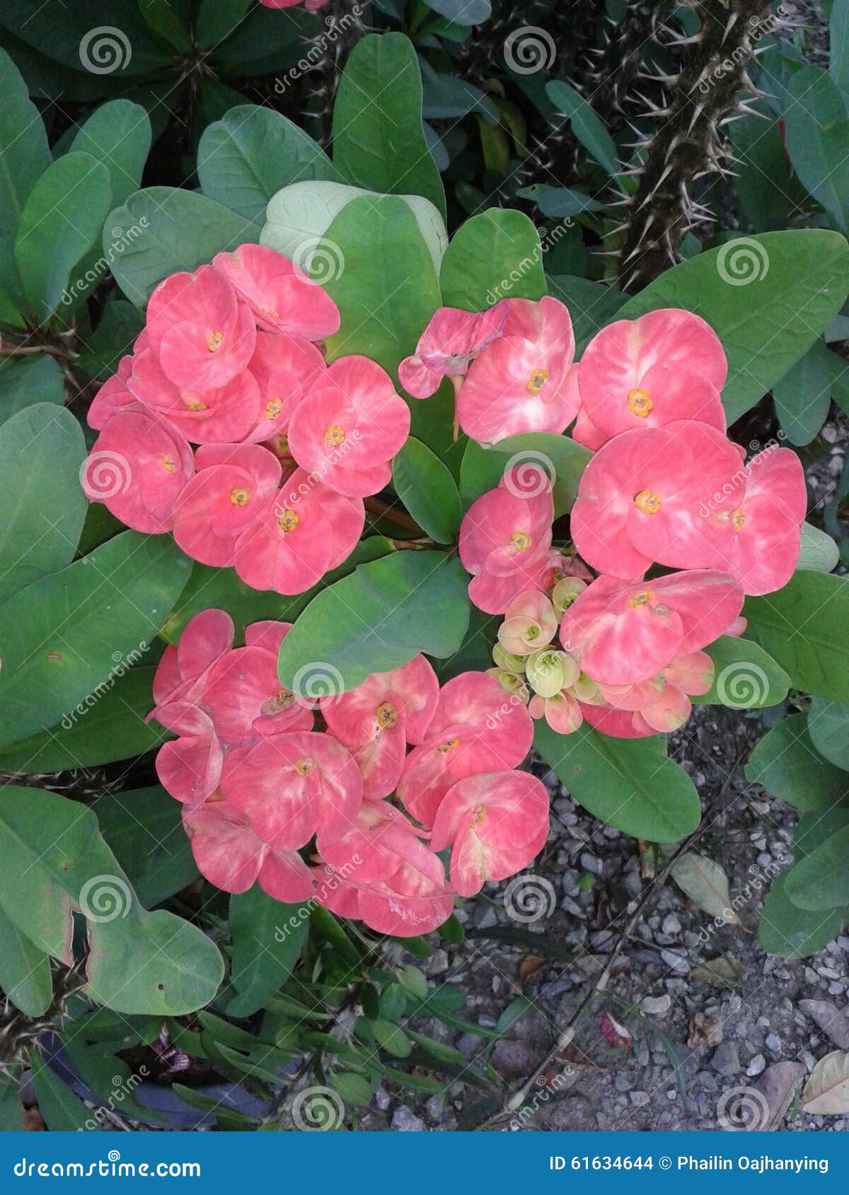 Pink stock photo. Image of mili, euphobia, yard, pink - 61634644