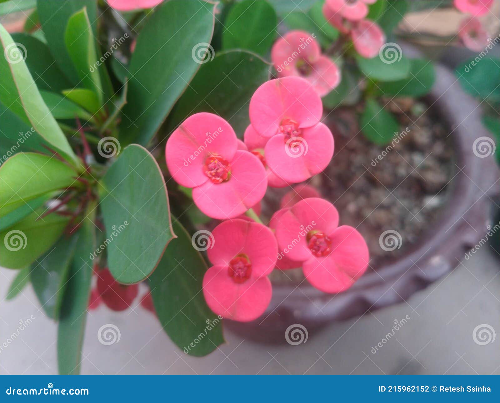 Pink Euphorbia milli stock photo. Image of petal, tree - 215962152