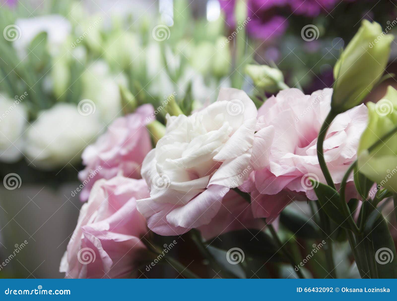 Pink eustoma closeup stock photo. Image of beauty, arrange - 66432092