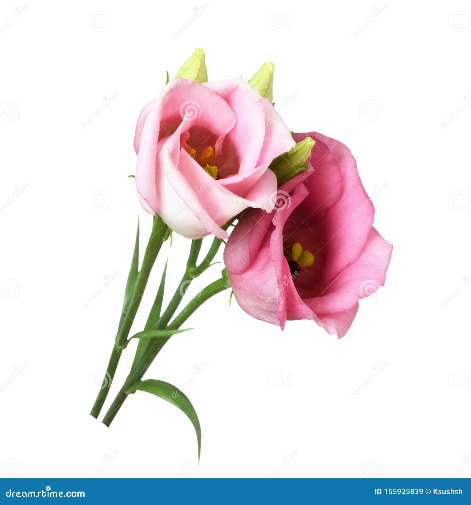Pink Eustoma Flower and Buds Stock Image - Image of summer, prairie ...