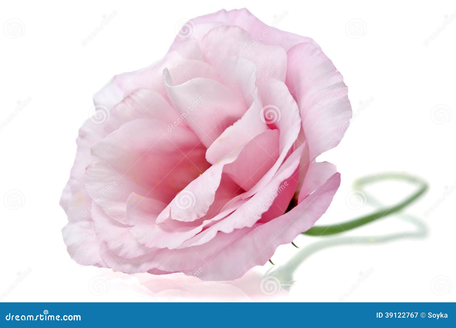 Pink eustoma flower stock image. Image of eustoma, blooms - 39122767