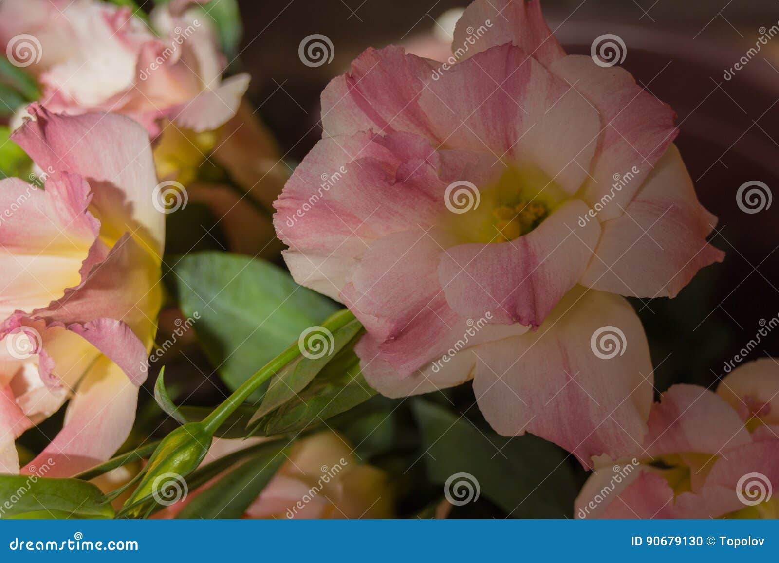 Pink eustoma flowers stock photo. Image of macro, beauty - 90679130